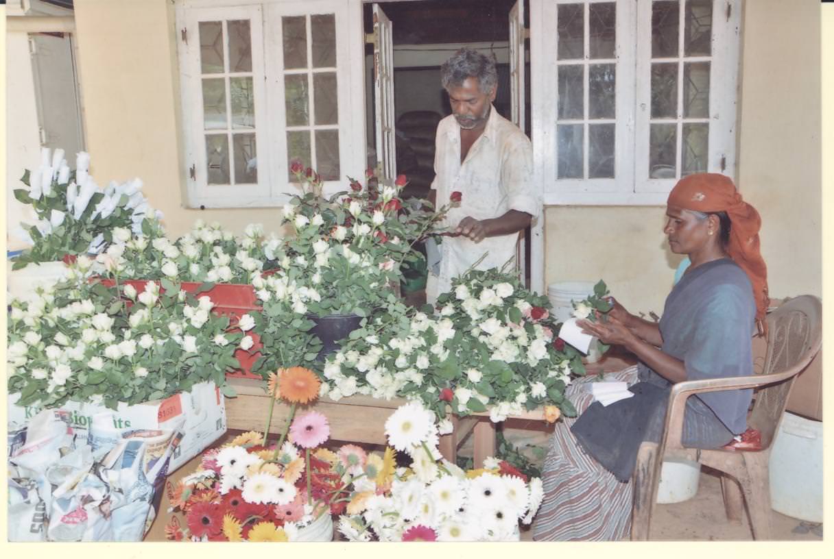 MALSHA ROSES | Uva Products
