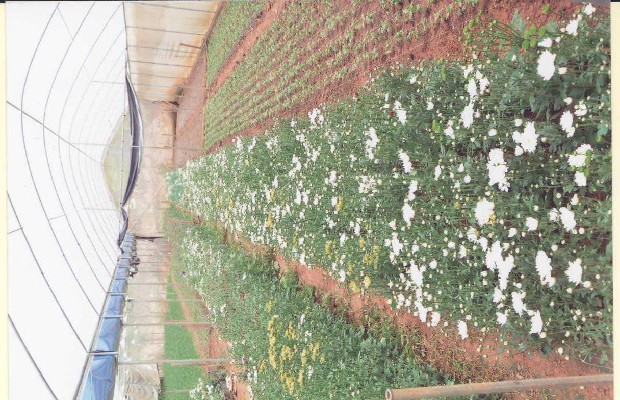 MALSHA ROSES | Uva Products