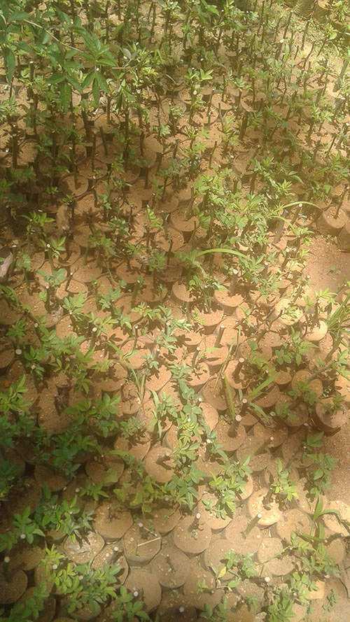 Nipuni Nursery | Uva Products