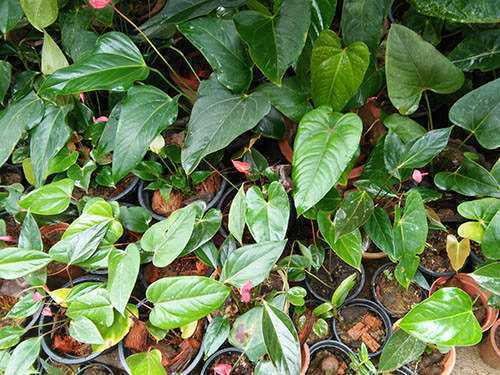 Chanchala Nursery | Uva Products