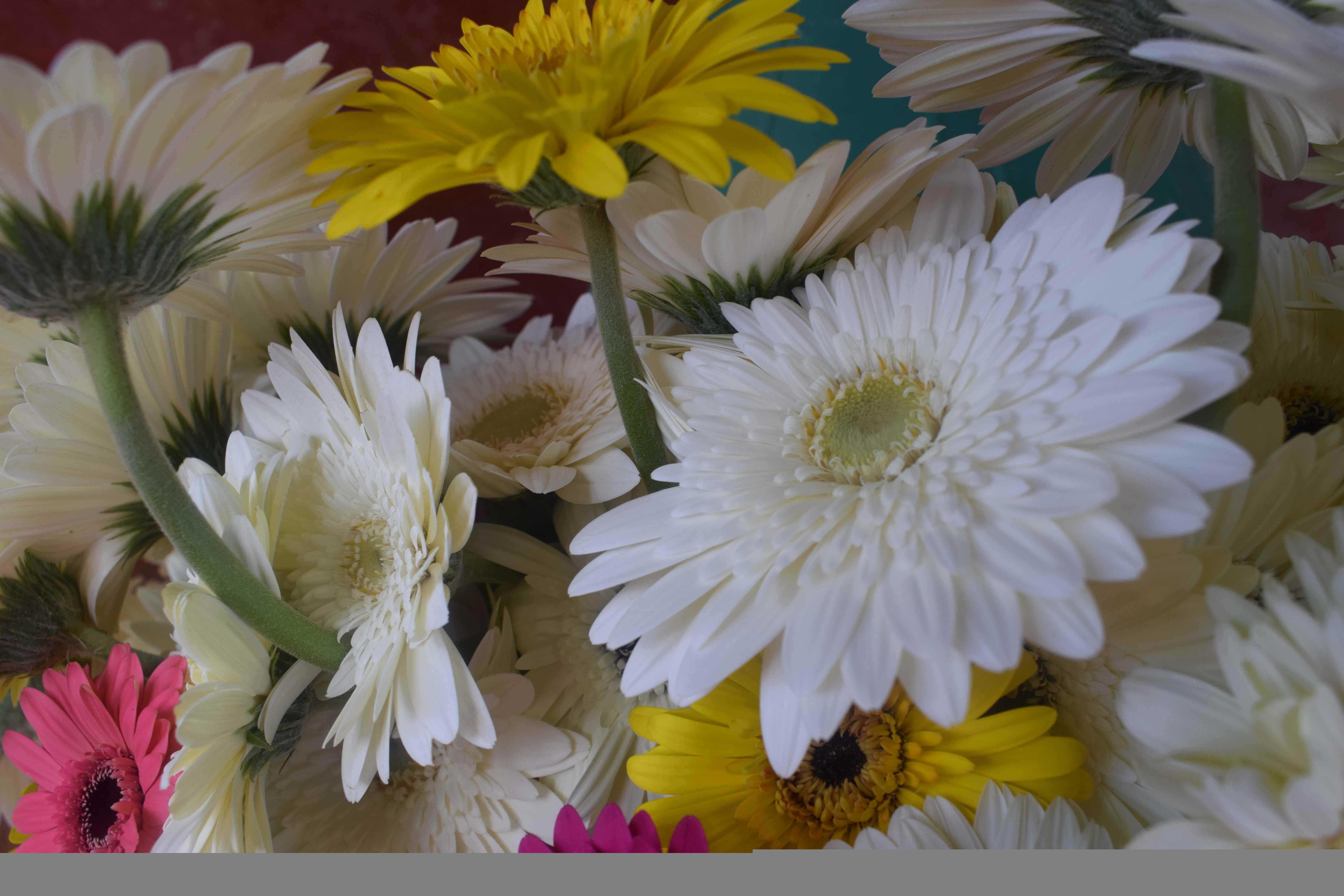 Priya Rose Flowers | Uva Products