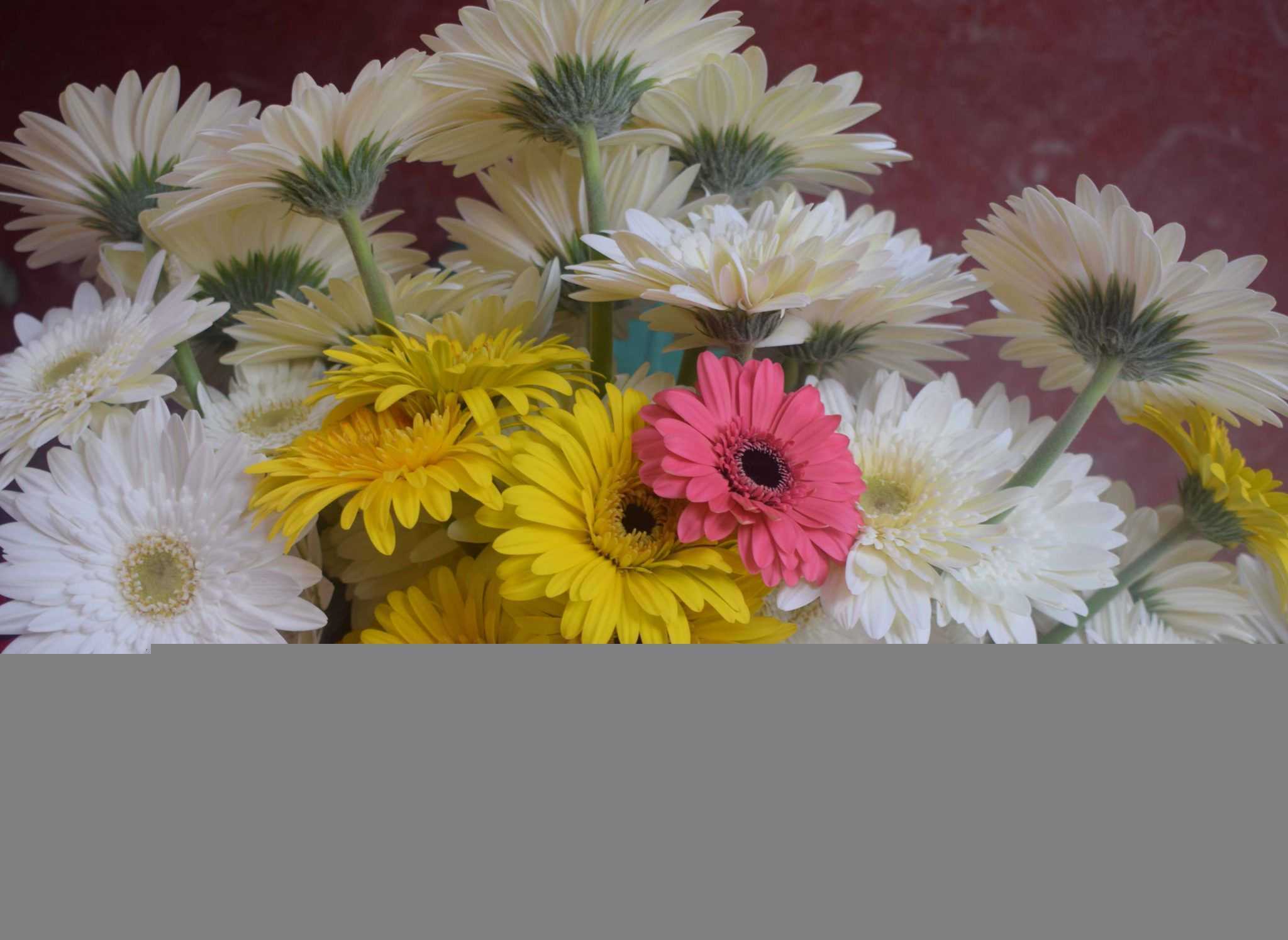 Priya Rose Flowers | Uva Products