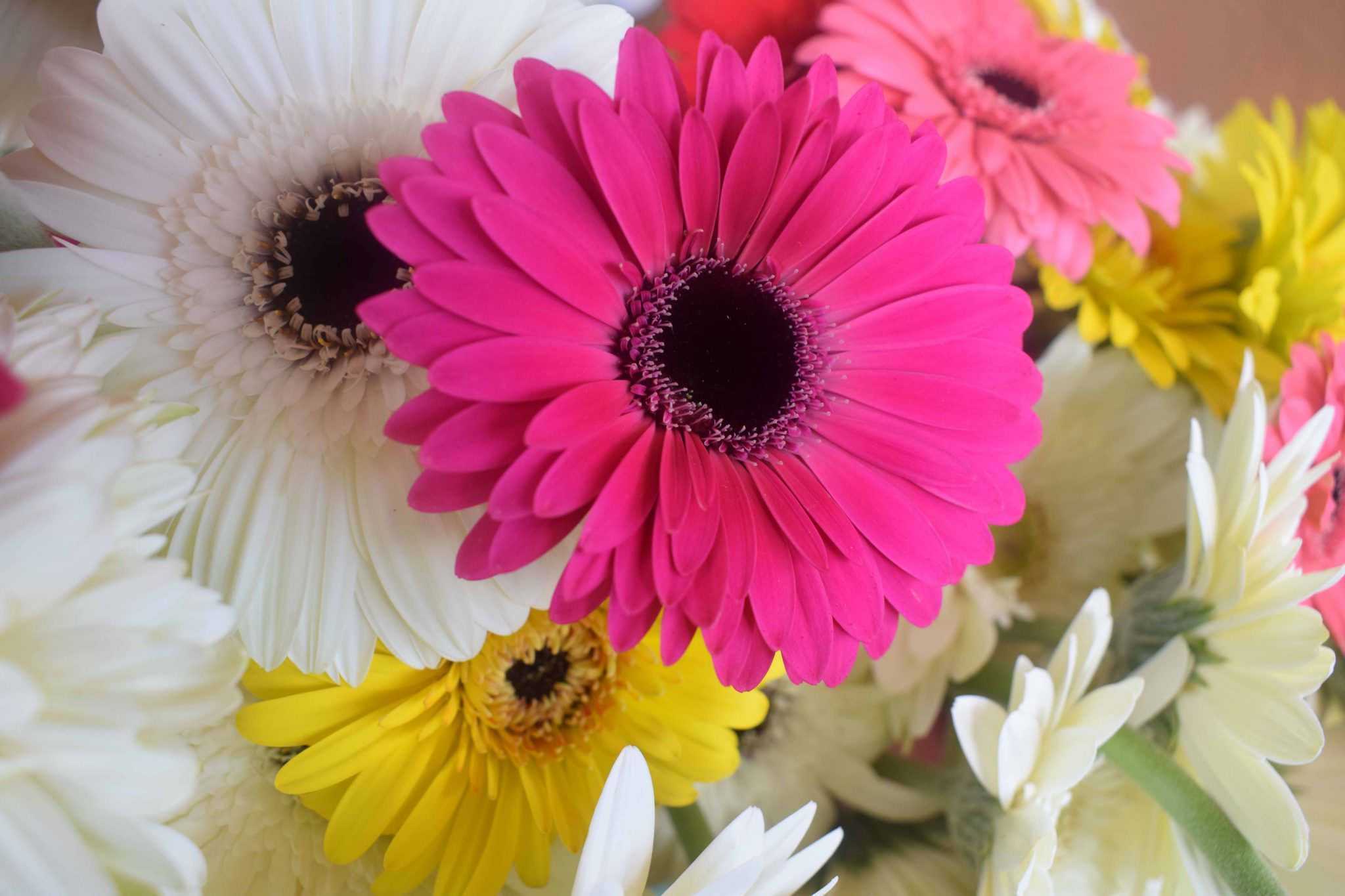 Priya Rose Flowers | Uva Products