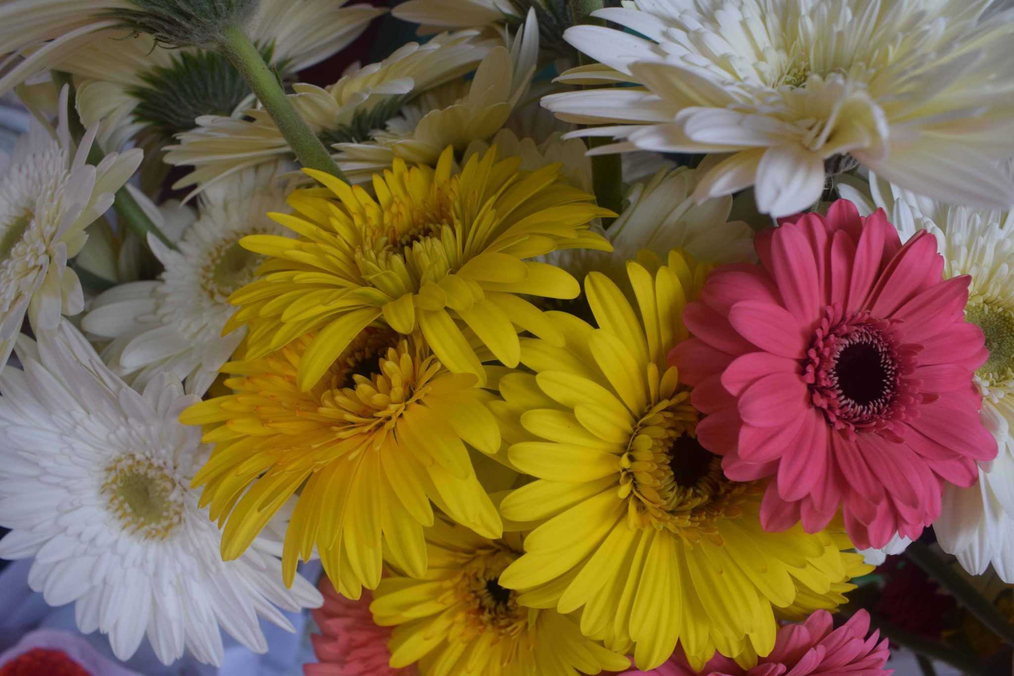 Priya Rose Flowers | Uva Products