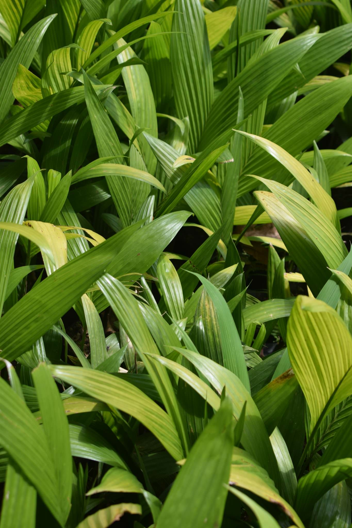 ISURU PLANT NURSERY | Uva Products