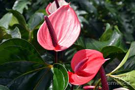 Kanthi Flower Garden | Uva Products