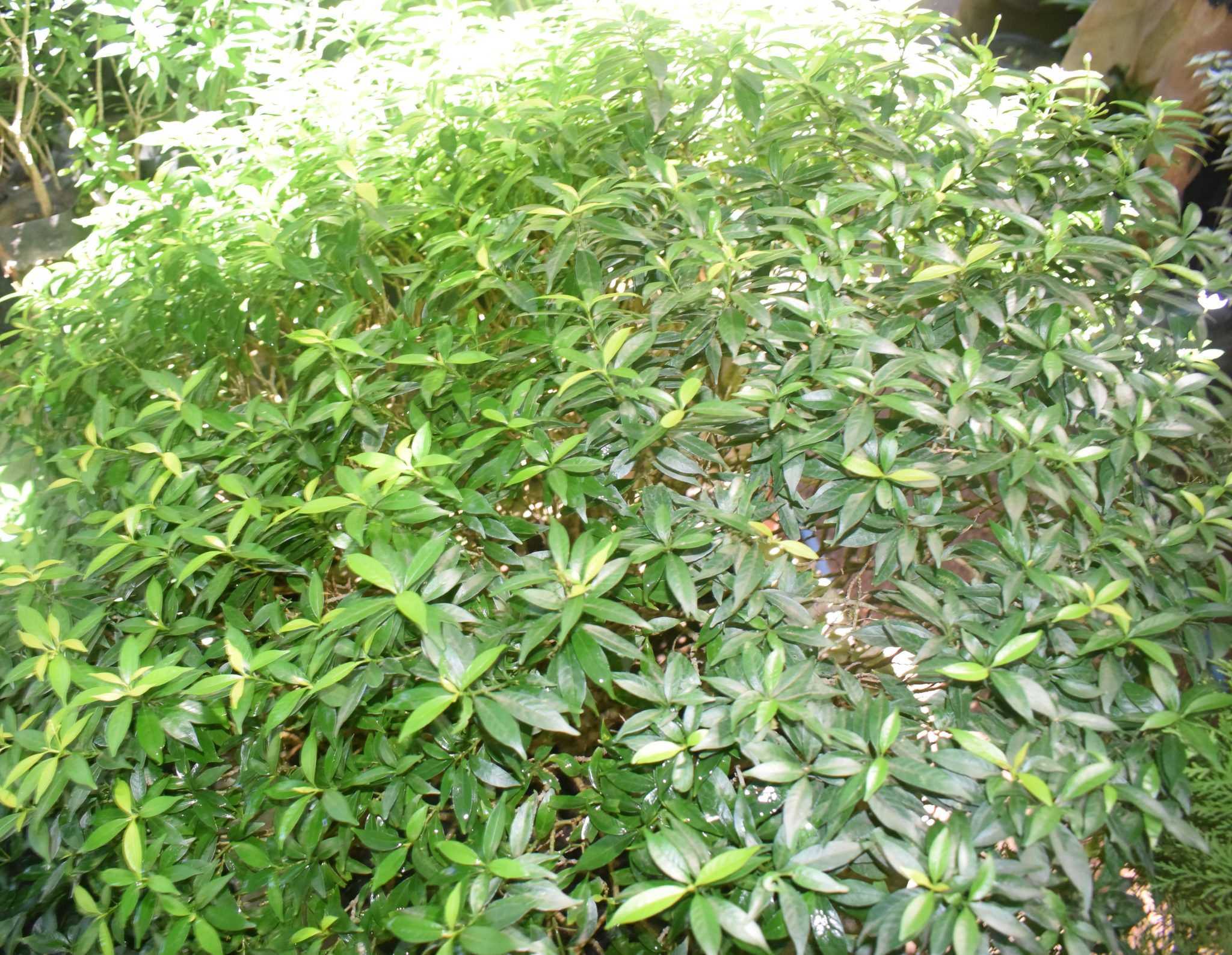 YENULI PLANT NURSERY | Uva Products