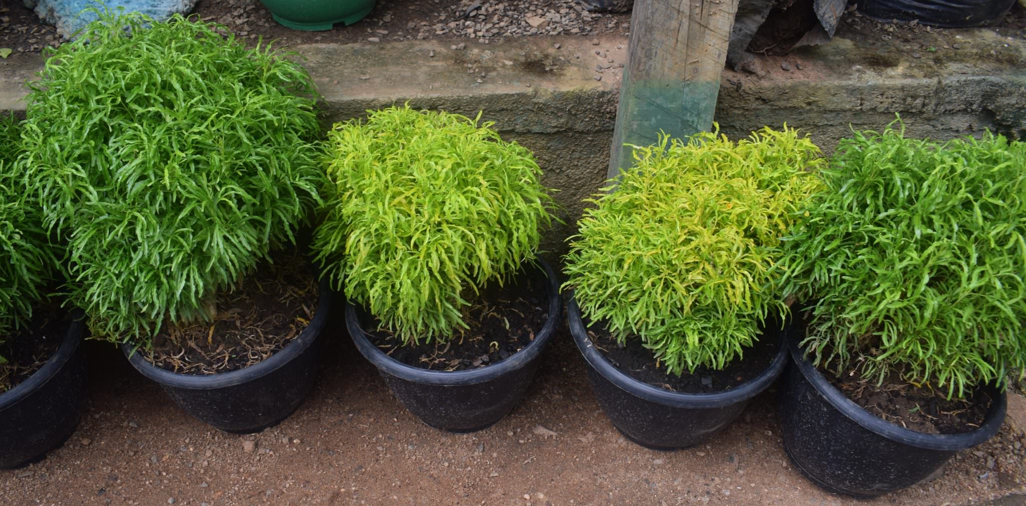 Ranga plant nursery | Uva Products