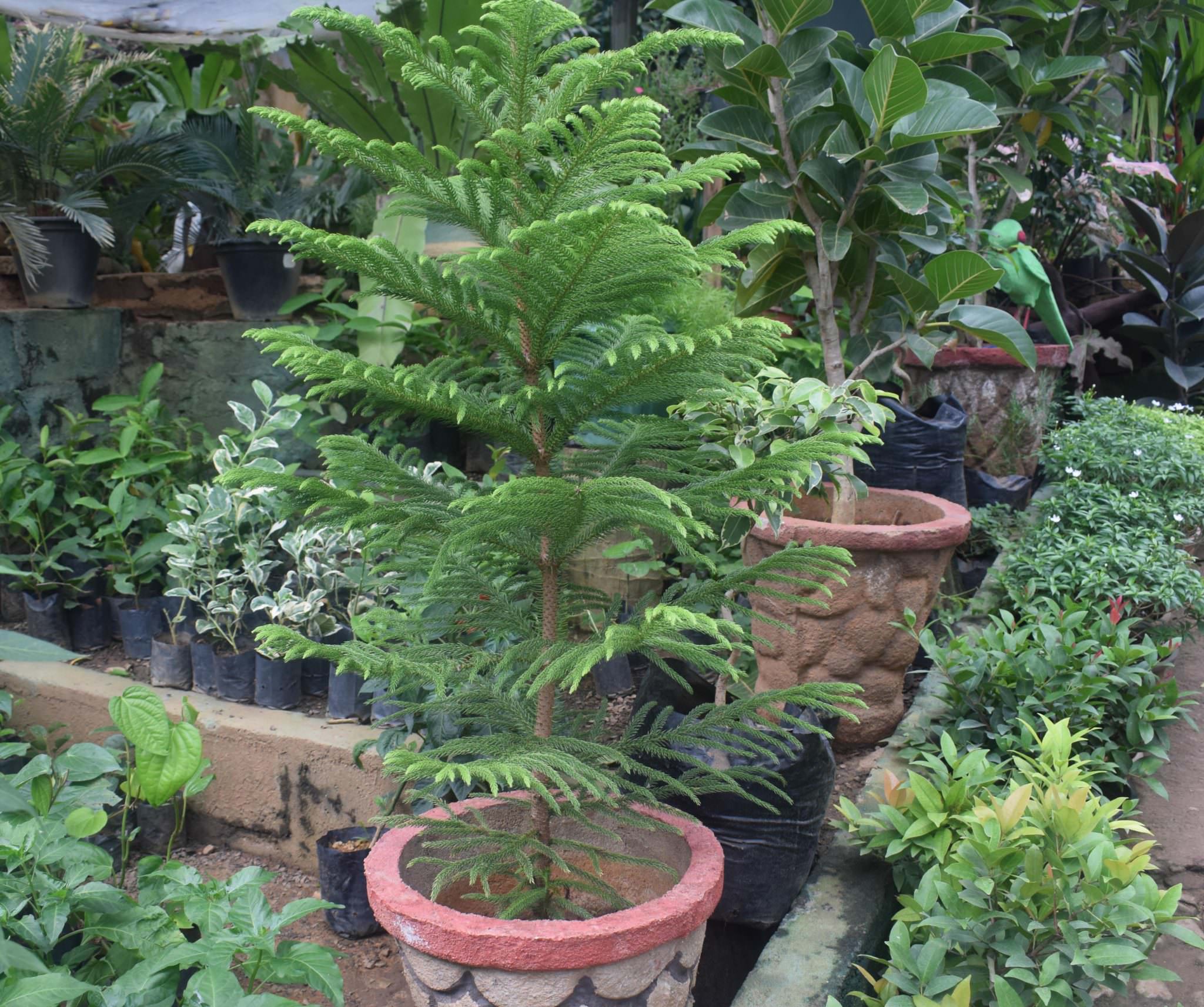 Ranga plant nursery | Uva Products