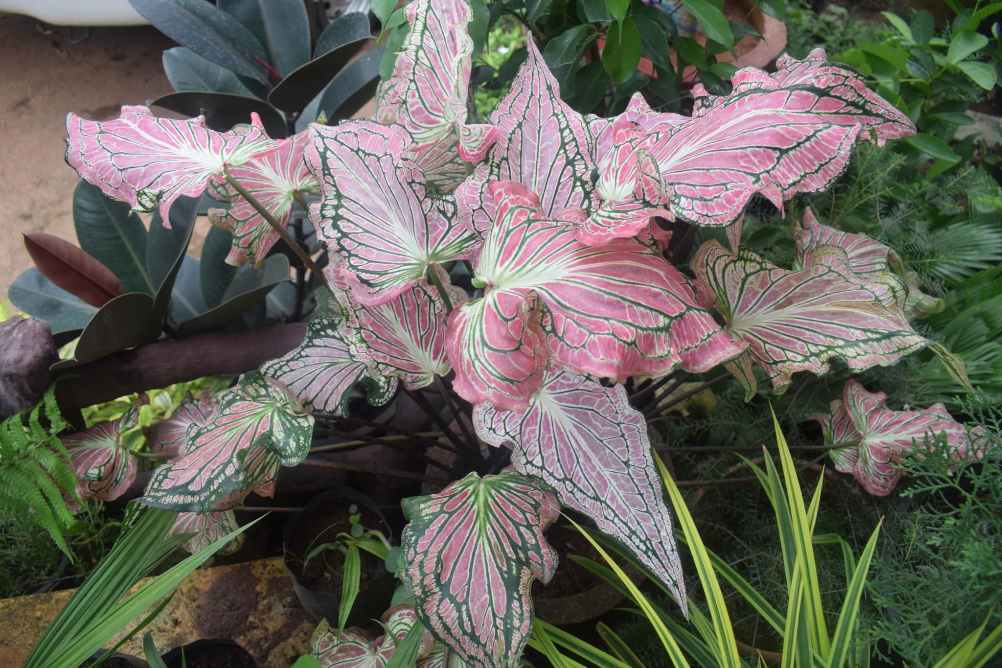 Ranga plant nursery | Uva Products