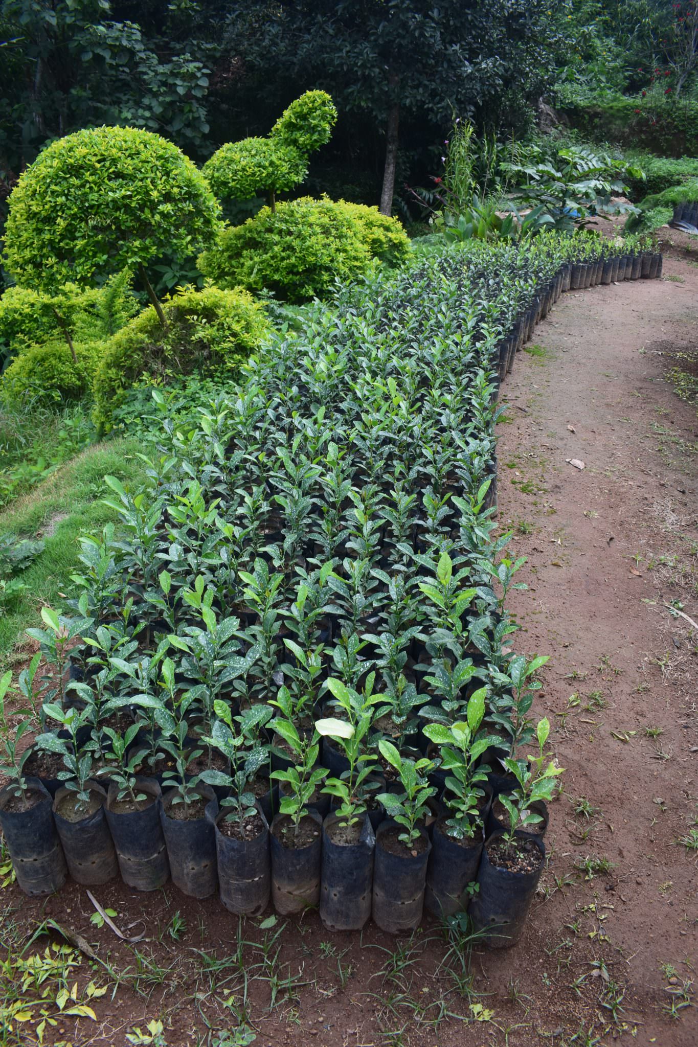 Subashini Plant Nursery | Uva Products
