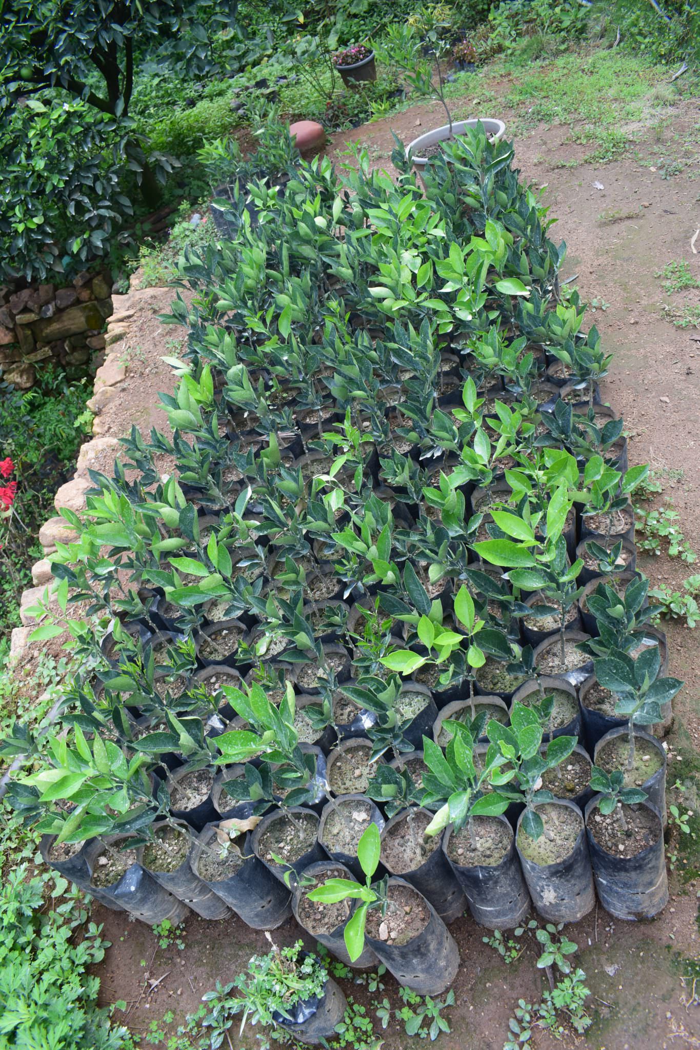Subashini Plant Nursery | Uva Products