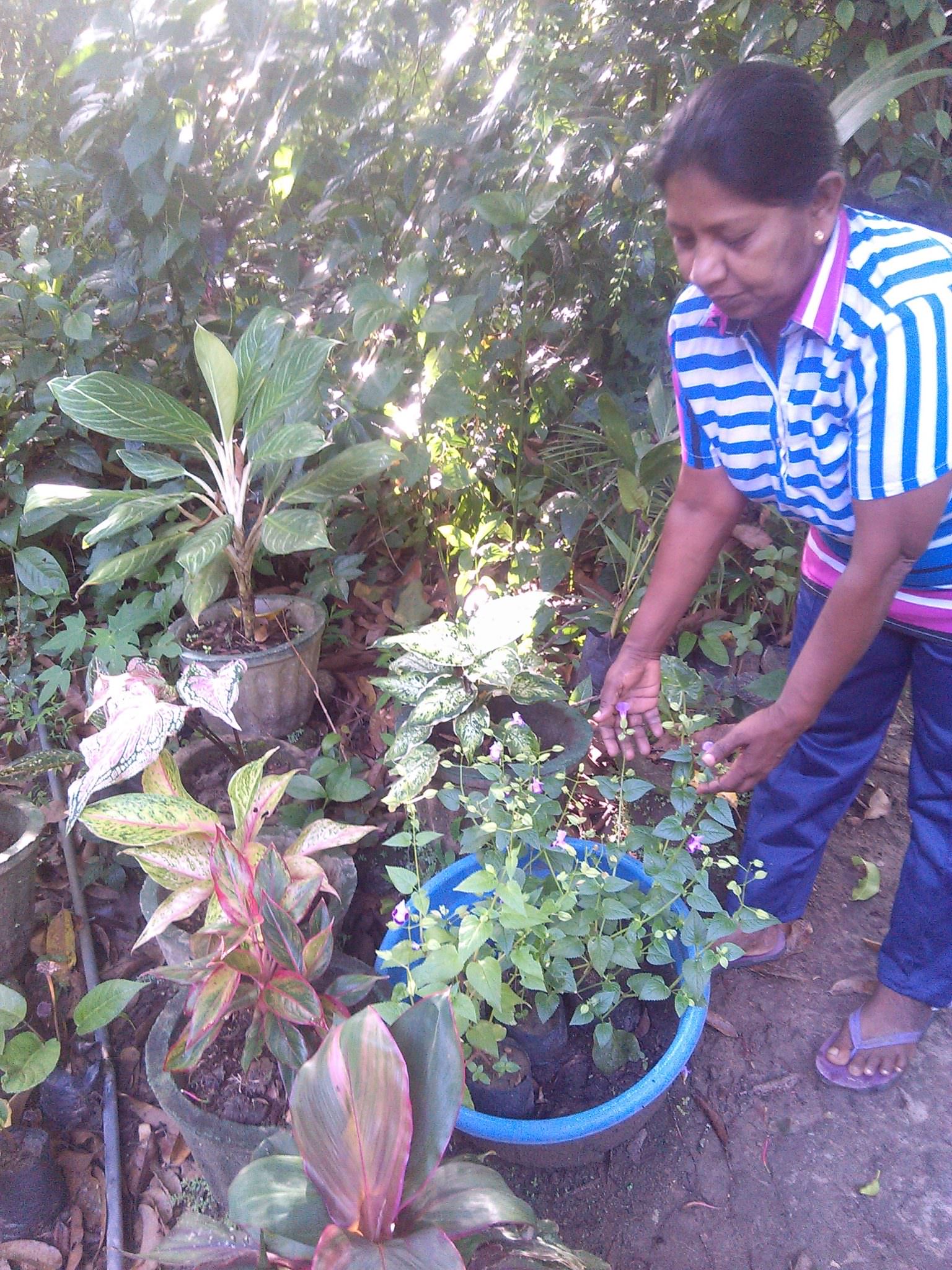 සම්පත් මල් ,විසිතුරු පැල (Pubudu Flower Nursery) | Uva Products