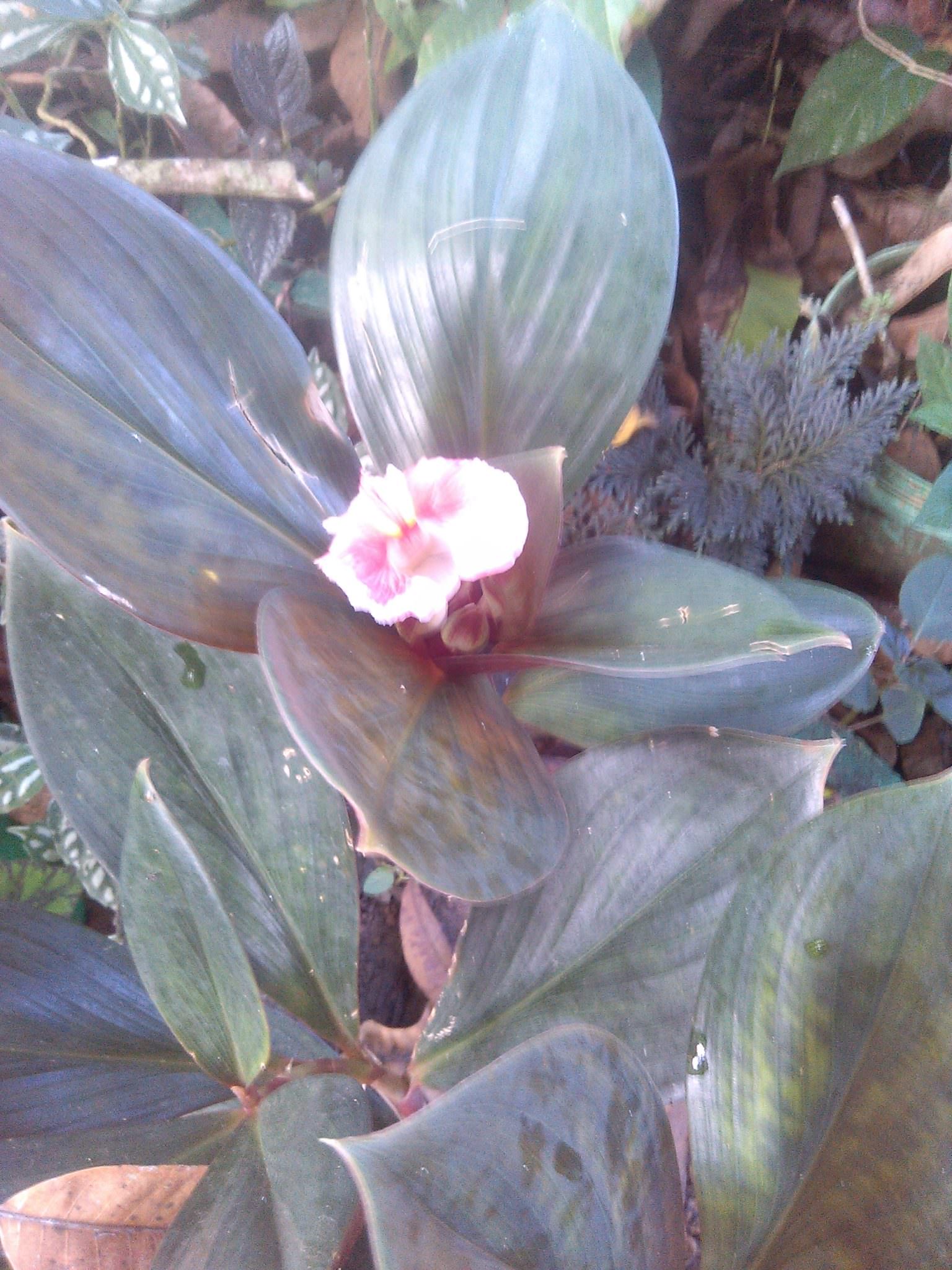 සම්පත් මල් ,විසිතුරු පැල (Pubudu Flower Nursery) | Uva Products