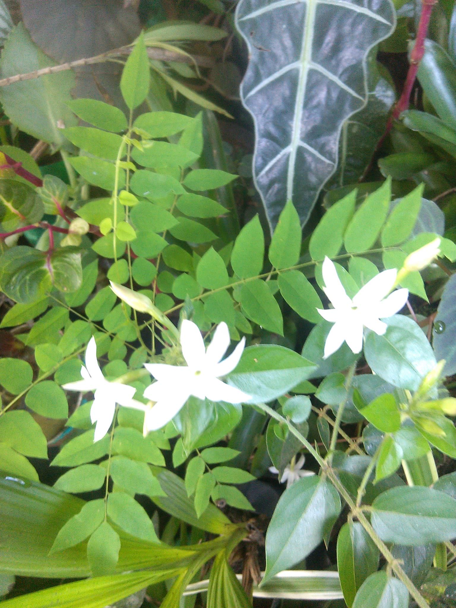 සම්පත් මල් ,විසිතුරු පැල (Pubudu Flower Nursery) | Uva Products