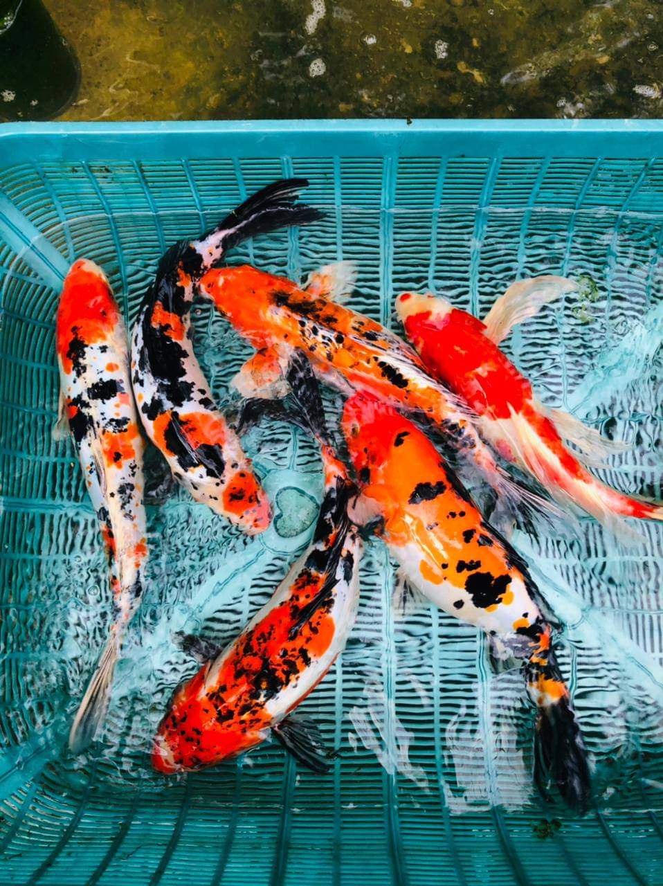 WASANA ORNAMENTAL FISH | Uva Products