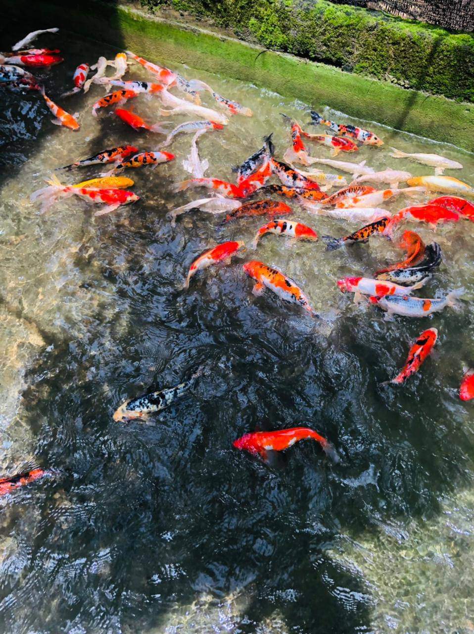 WASANA ORNAMENTAL FISH | Uva Products